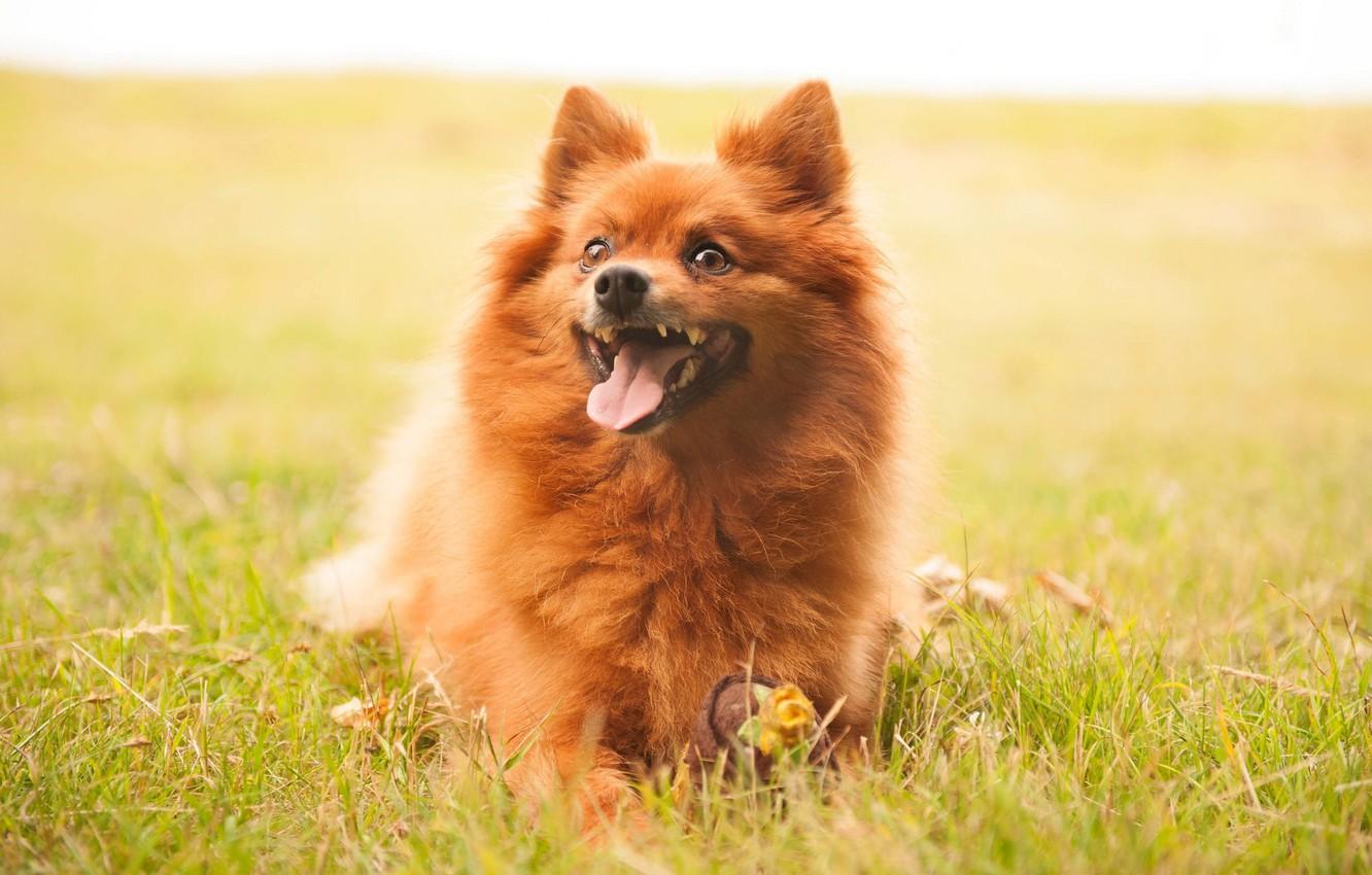 Spitz Wallpapers - Wallpaper Cave