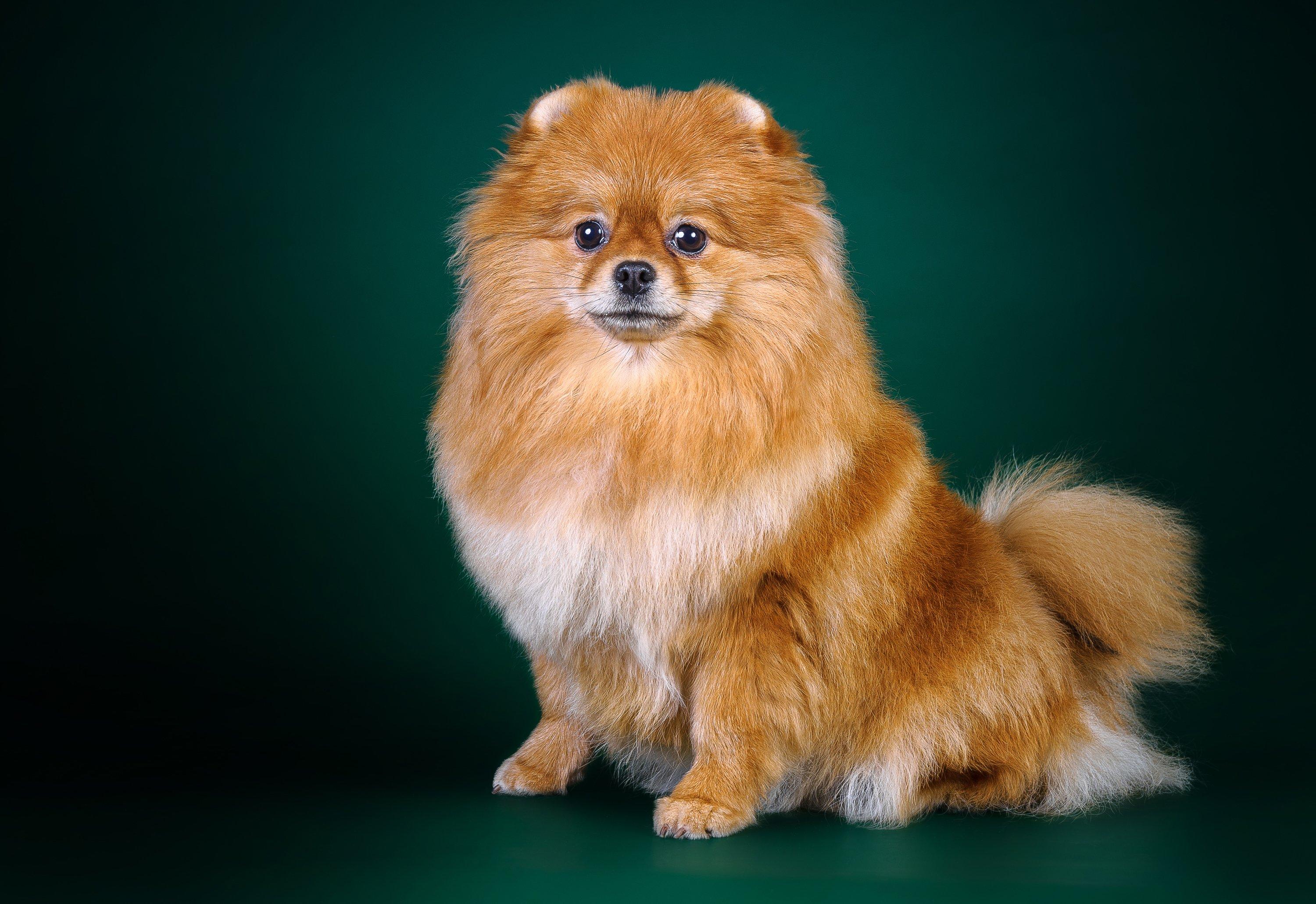 Spitz Wallpapers - Wallpaper Cave