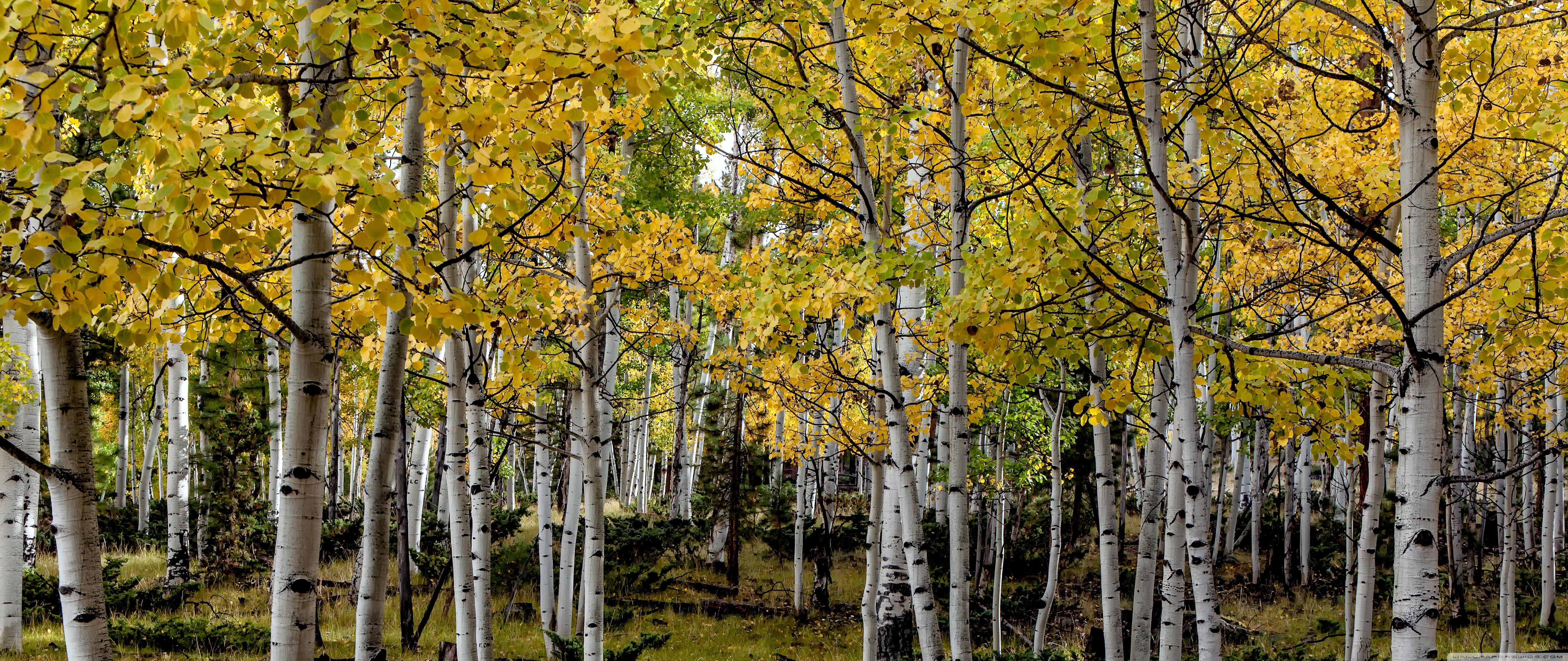 Aspens Wallpapers - Wallpaper Cave
