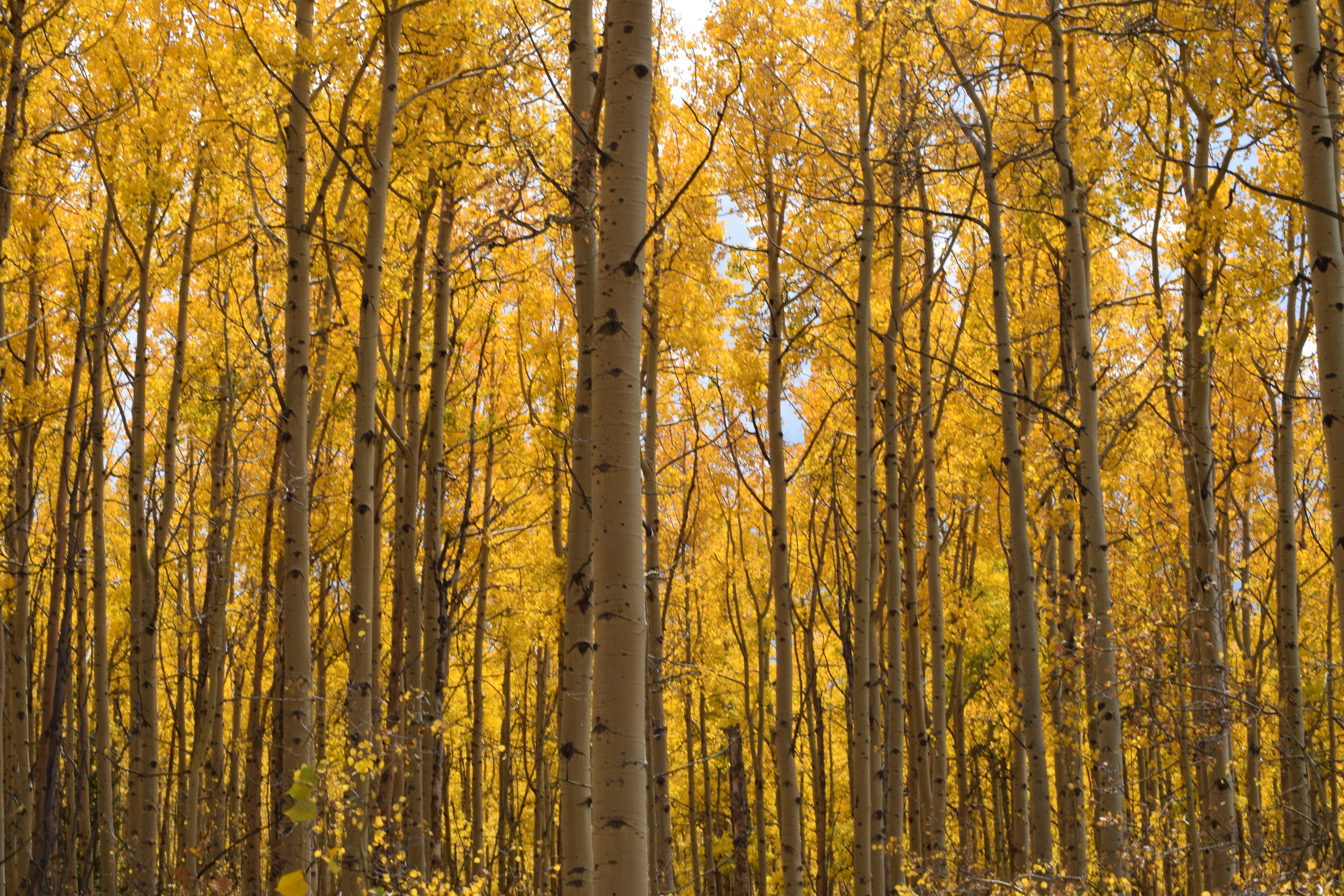 Aspens Wallpapers - Wallpaper Cave