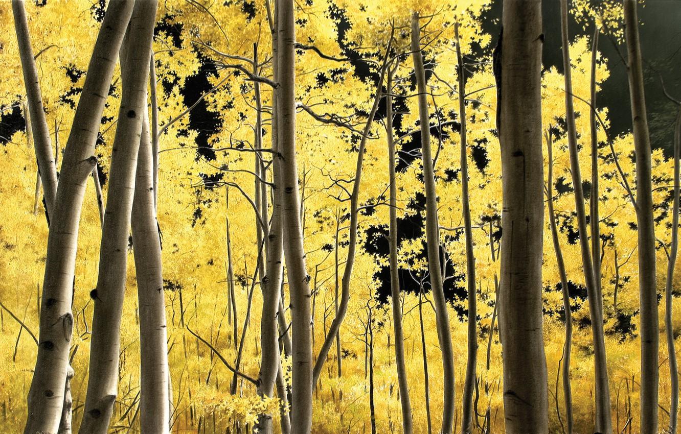 Aspens Wallpapers - Wallpaper Cave