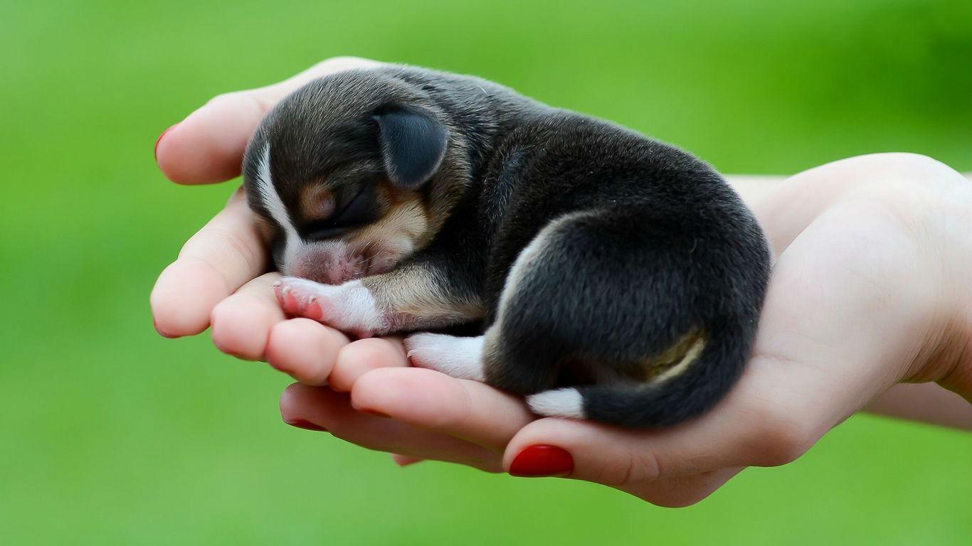 The Smallest Puppies Wallpapers - Wallpaper Cave