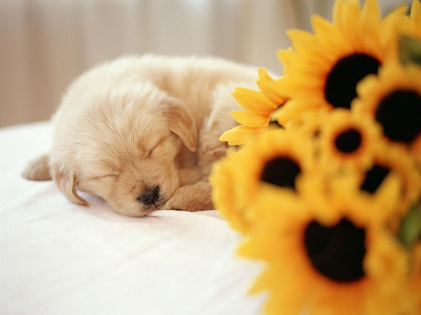 The Smallest Puppies Wallpapers - Wallpaper Cave