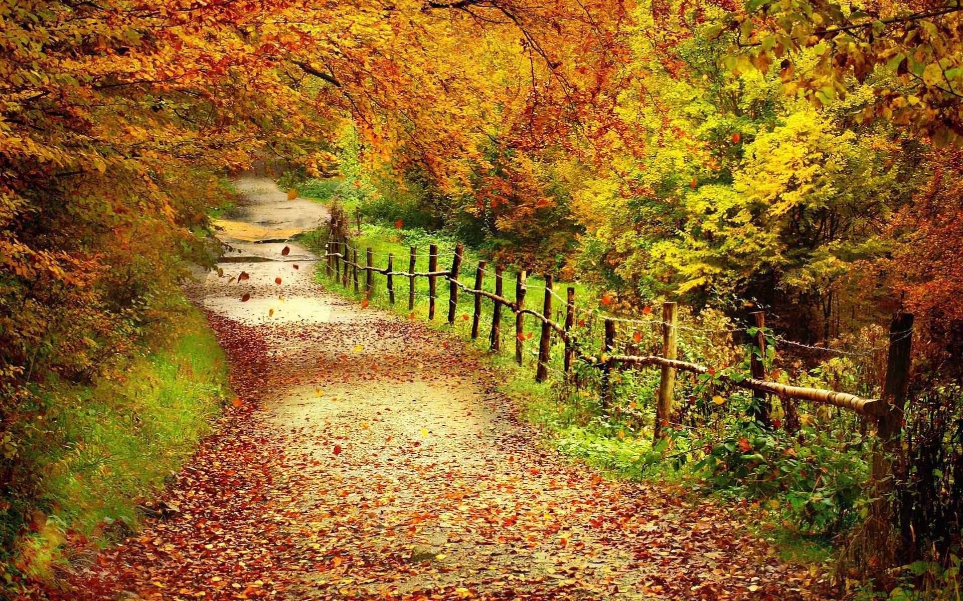 Vibrant Fall Colors Wallpapers - Wallpaper Cave