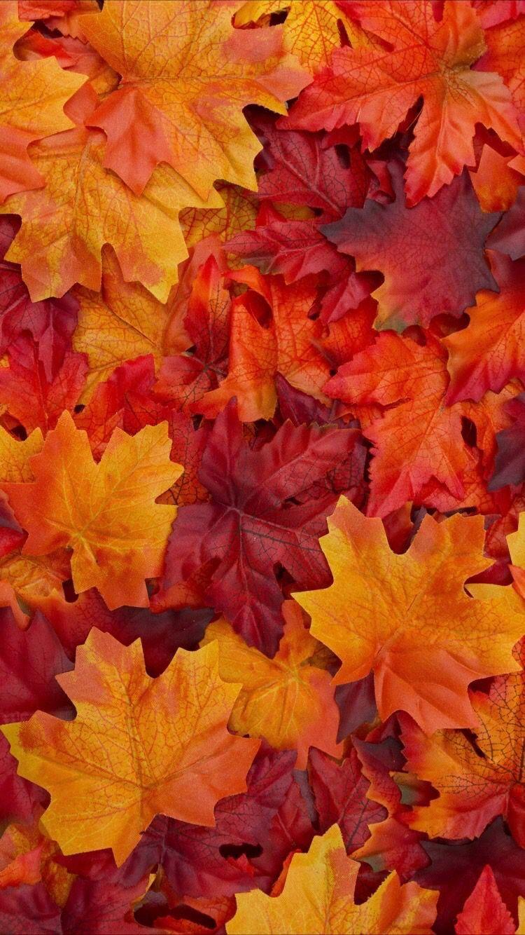 Vibrant Fall Colors Wallpapers - Wallpaper Cave