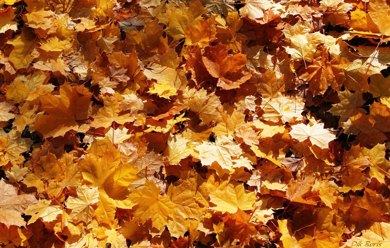 Golden Falling Leaves Wallpapers - Wallpaper Cave