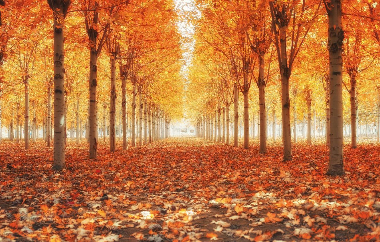 Golden Falling Leaves Wallpapers - Wallpaper Cave