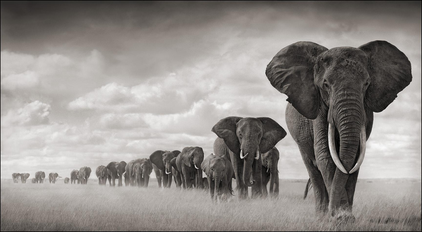 Group Of Elephants Wallpapers - Wallpaper Cave