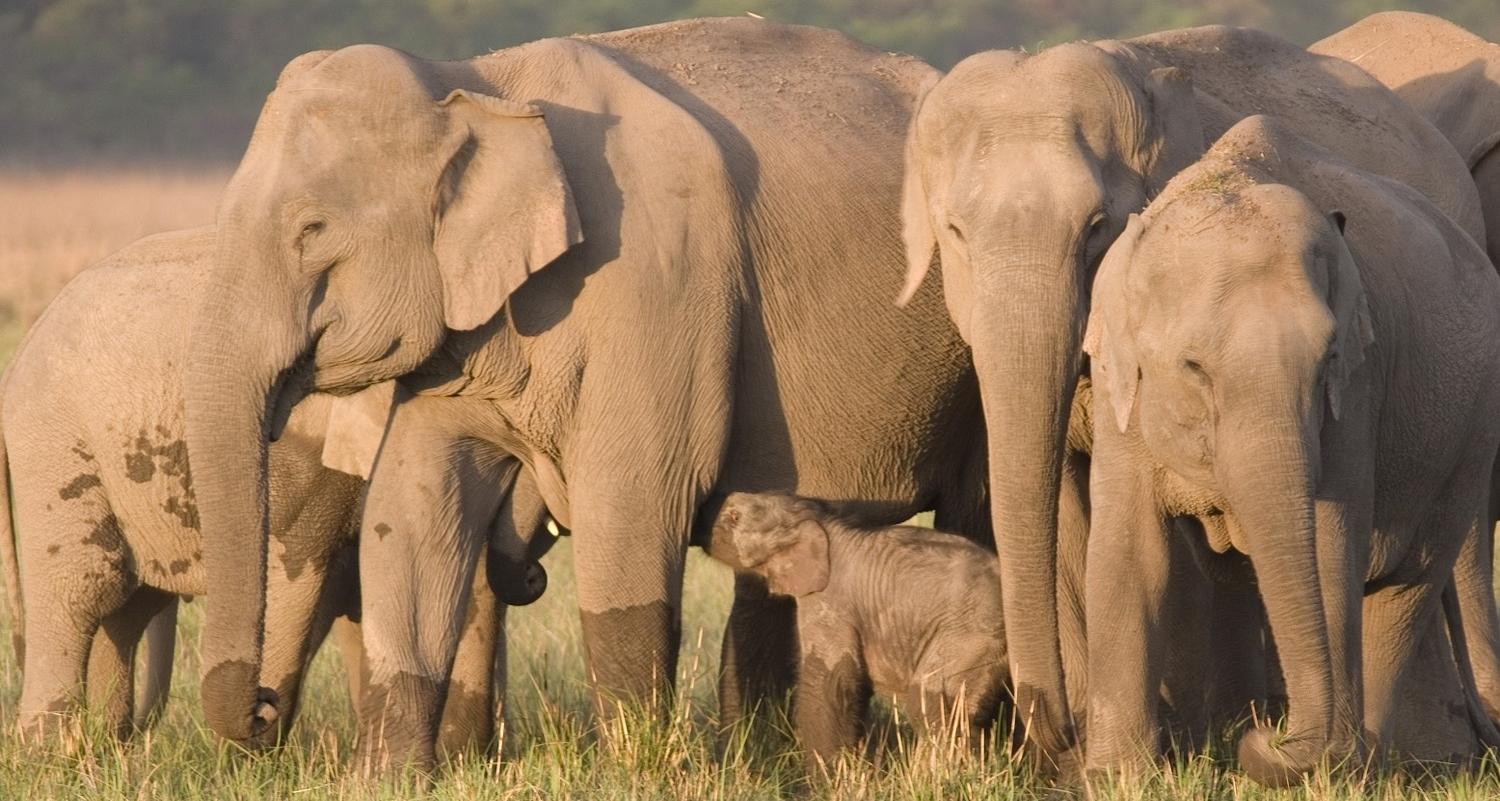 Group Of Elephants Wallpapers - Wallpaper Cave