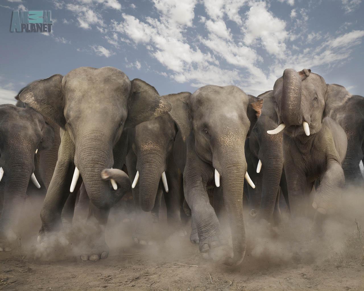 Group Of Elephants Wallpapers - Wallpaper Cave