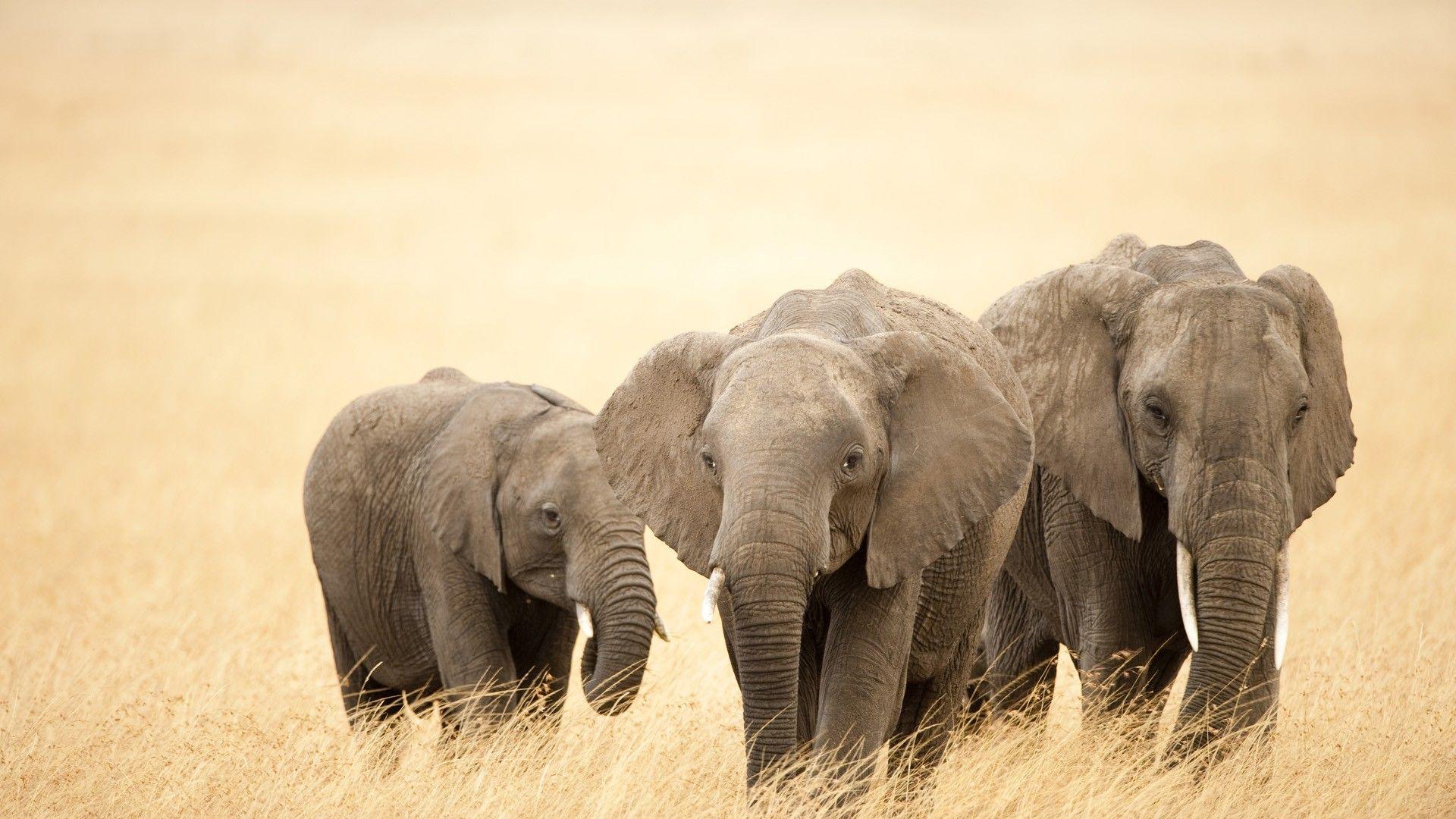 Group Of Elephants Wallpapers - Wallpaper Cave