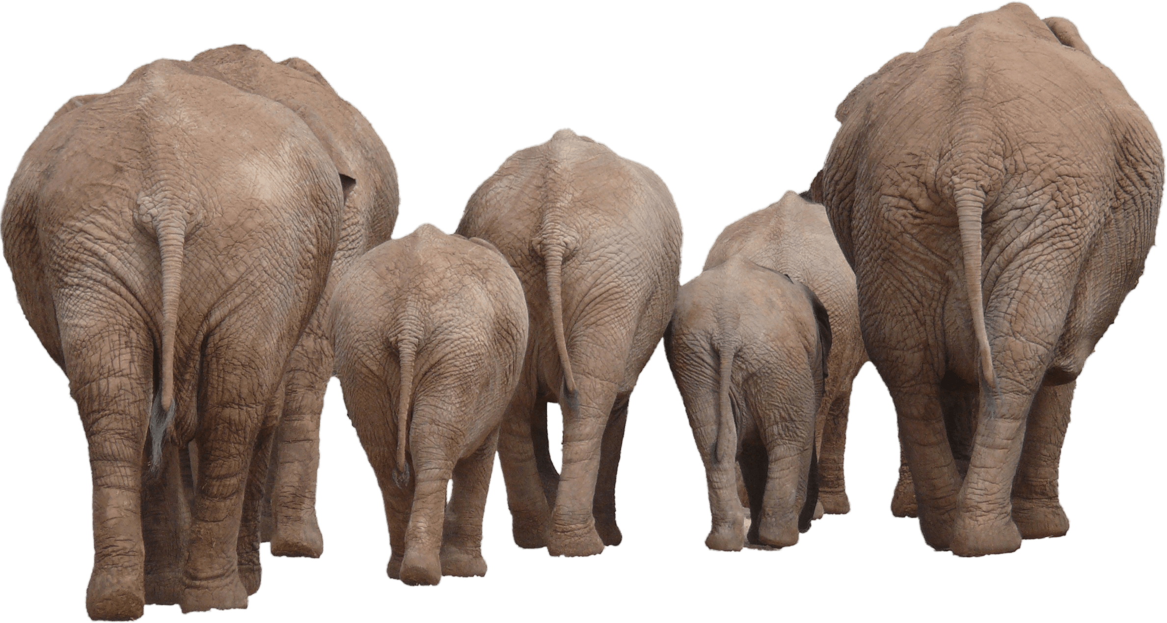 Group Of Elephants Wallpapers - Wallpaper Cave