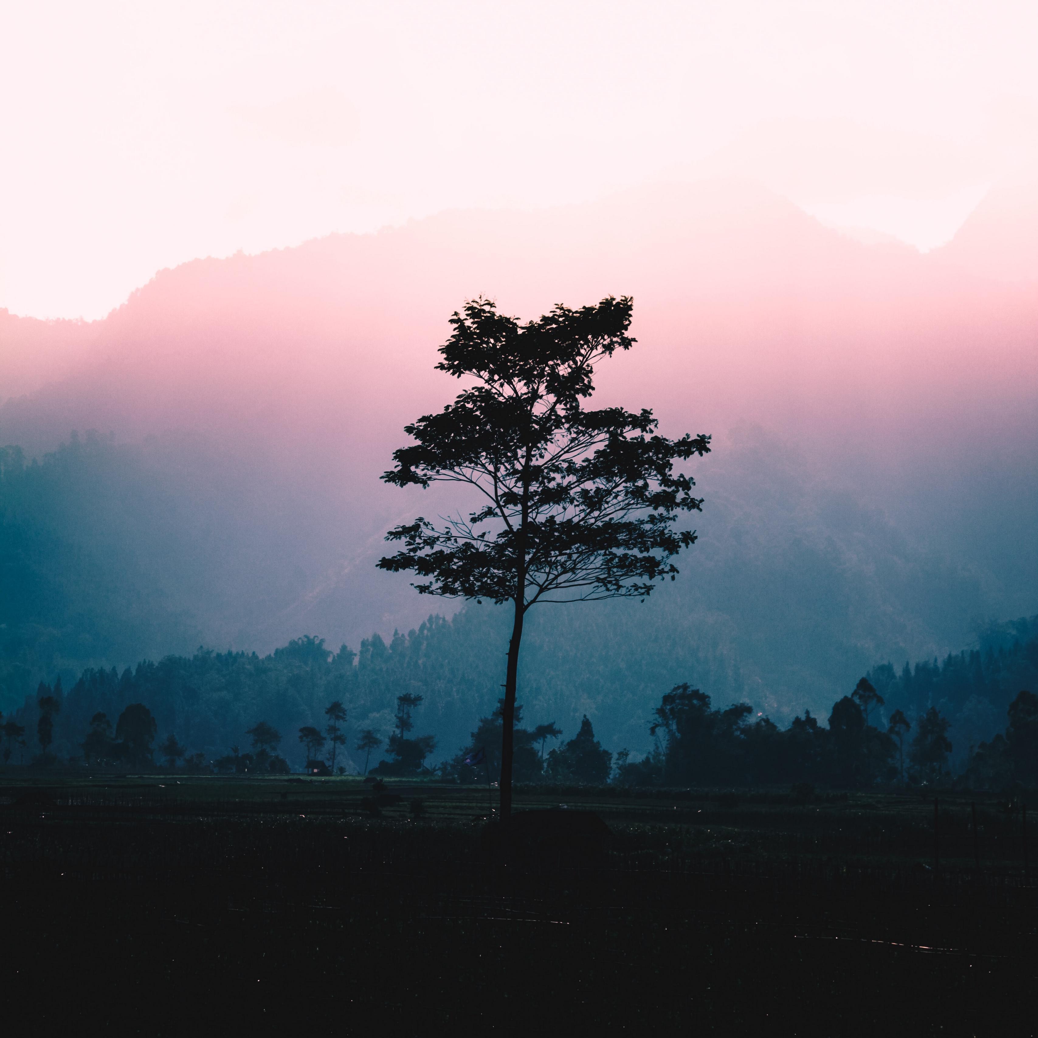 Tree Fog Landscape Wallpapers - Wallpaper Cave