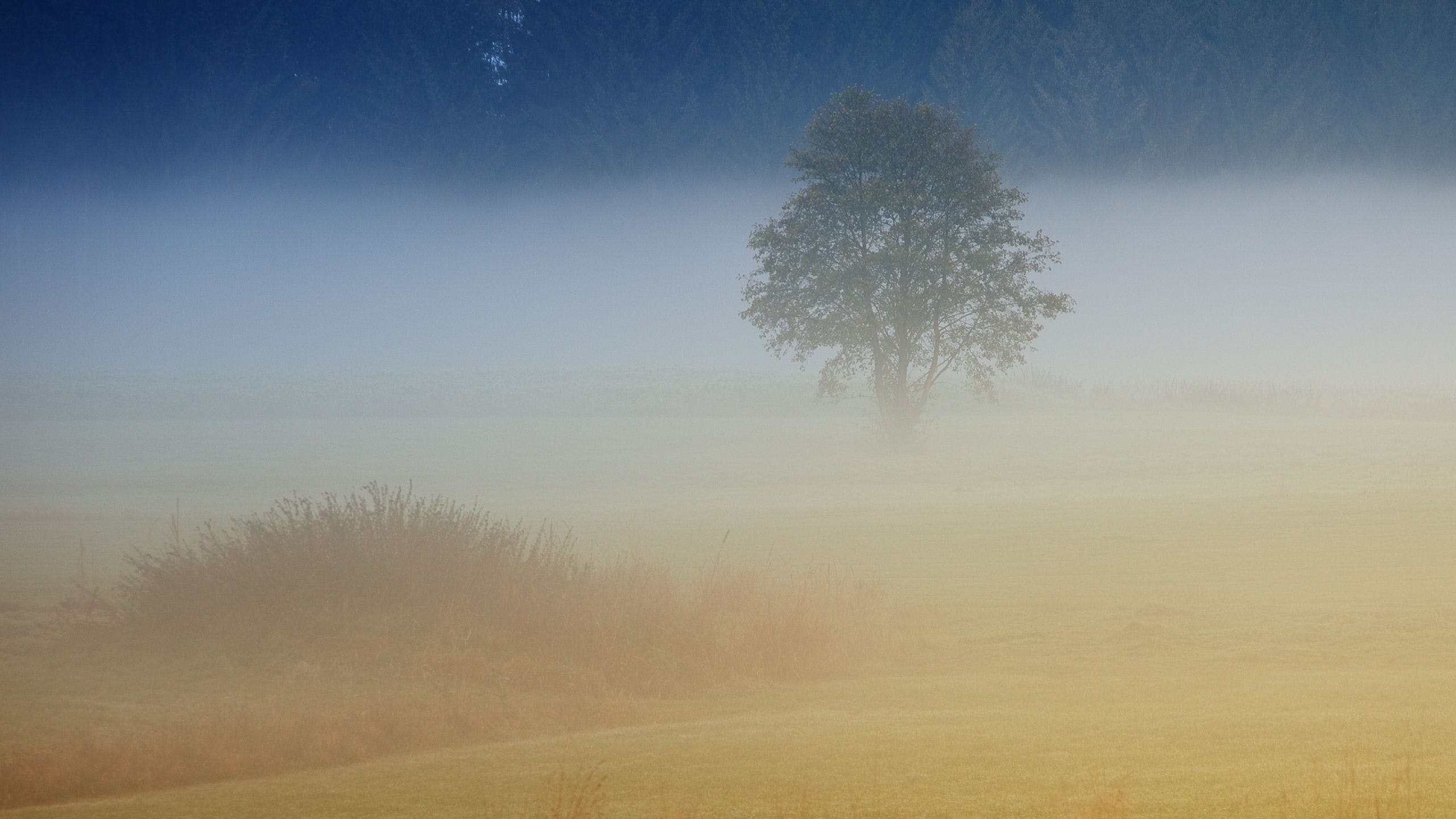 Tree Fog Landscape Wallpapers - Wallpaper Cave