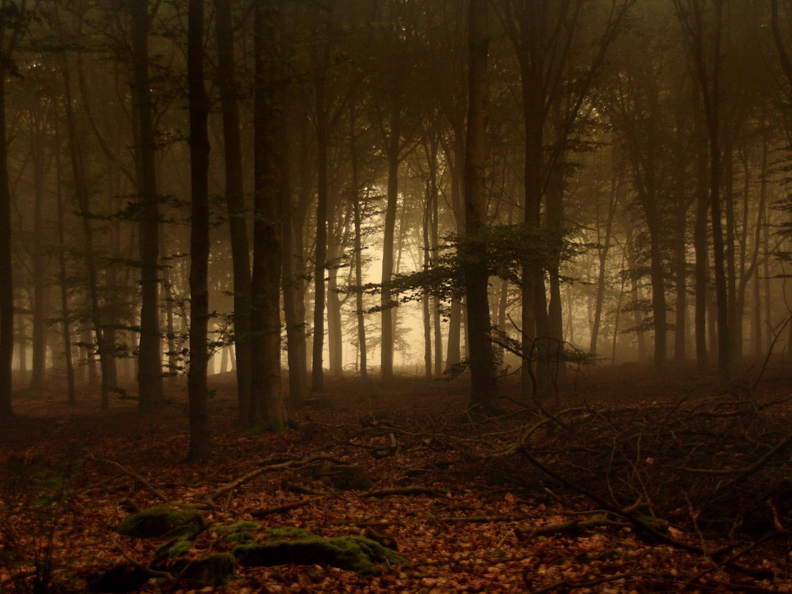 Tree Fog Landscape Wallpapers - Wallpaper Cave