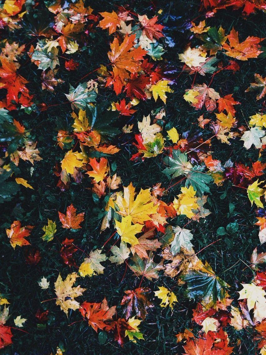 VSCO Fall Wallpapers - Wallpaper Cave