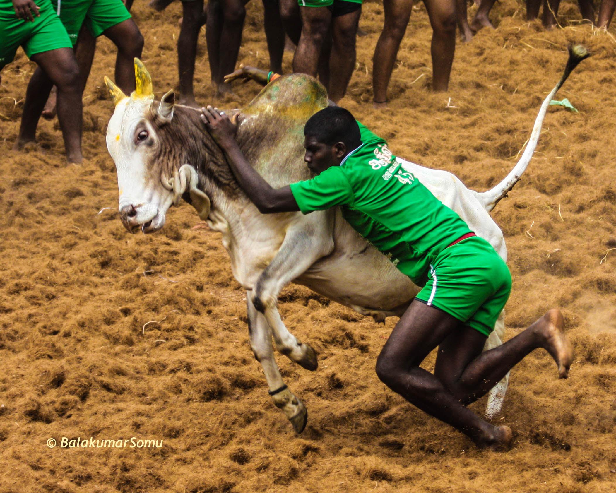 Jallikattu Wallpapers - Wallpaper Cave