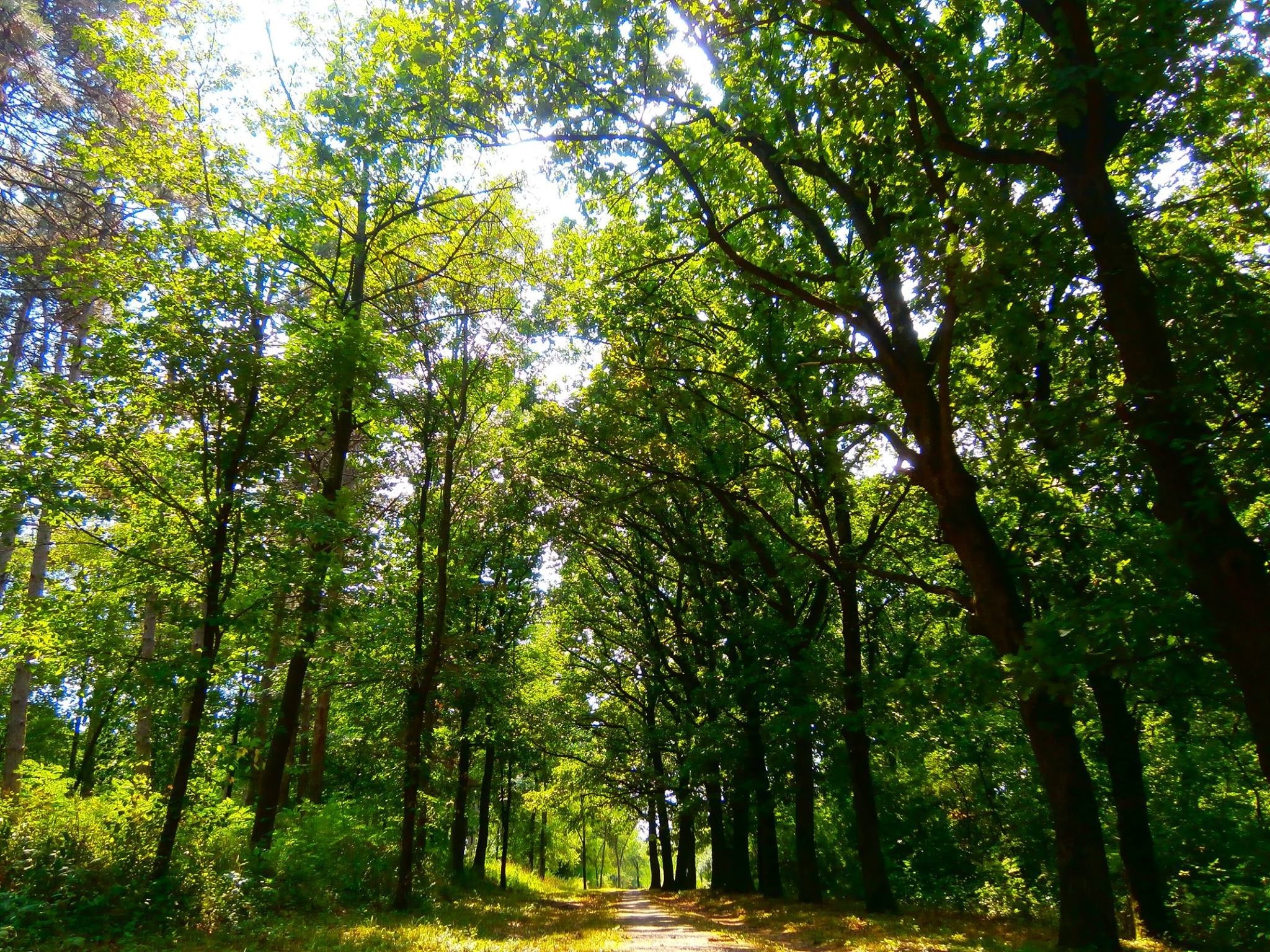 Forest Park Wallpapers - Wallpaper Cave