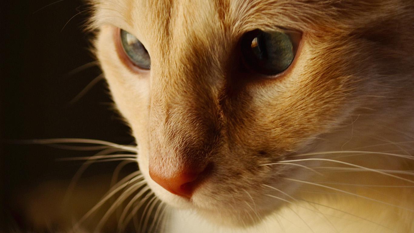 Orange Cat Laptop Wallpapers - Wallpaper Cave