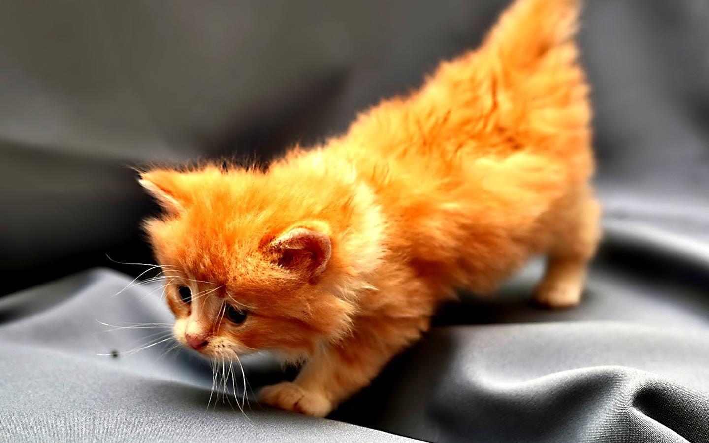 Orange Cat Laptop Wallpapers - Wallpaper Cave