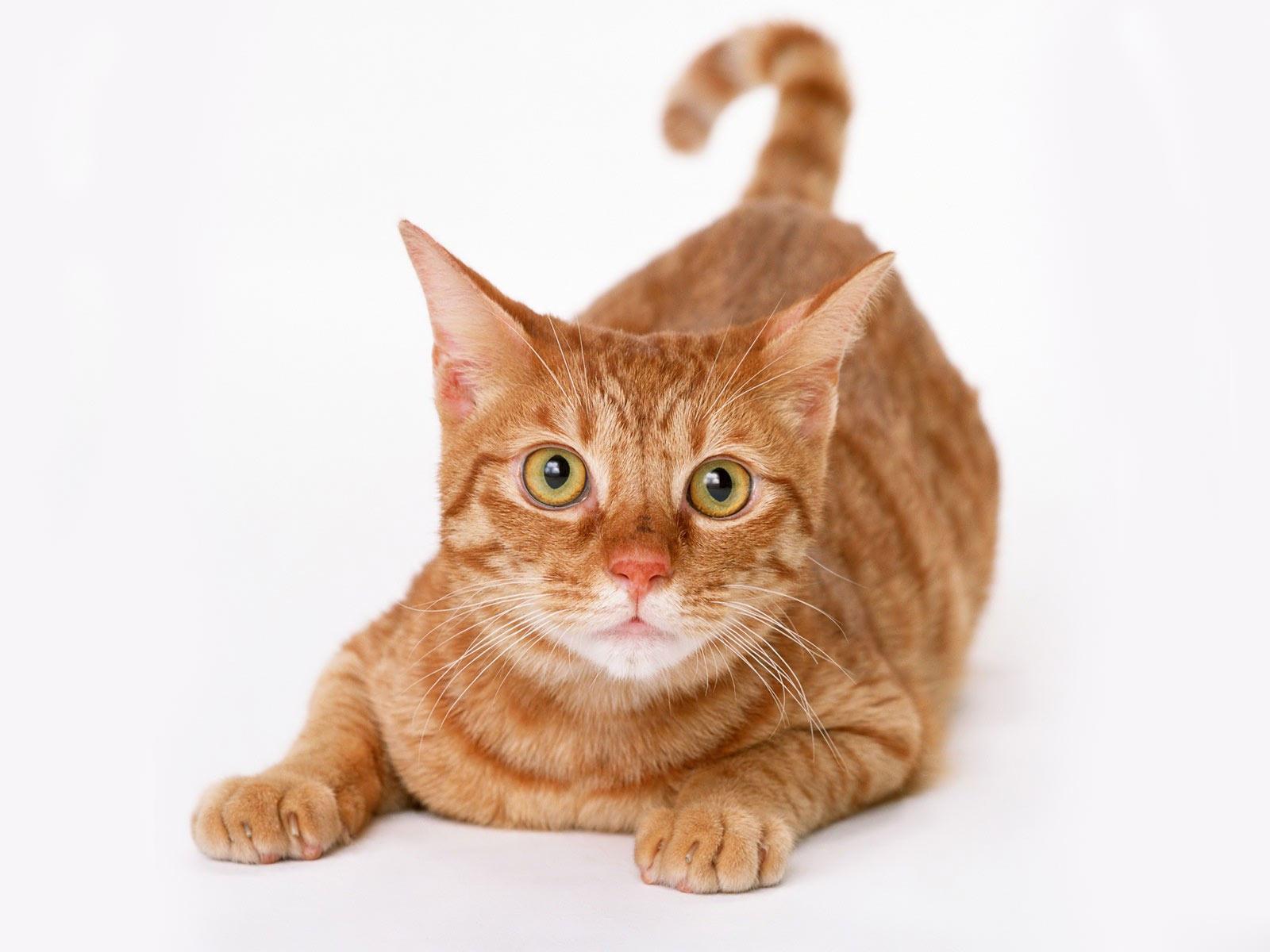 Orange Cat Laptop Wallpapers - Wallpaper Cave