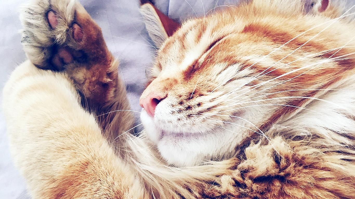 Orange Cat Laptop Wallpapers - Wallpaper Cave