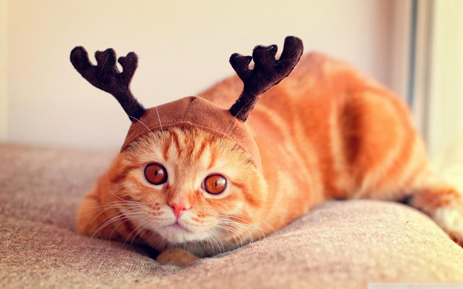 Orange Cat Laptop Wallpapers - Wallpaper Cave