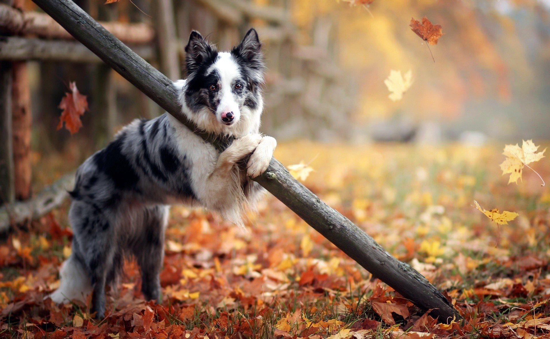 Fall Animals Wallpapers - Wallpaper Cave