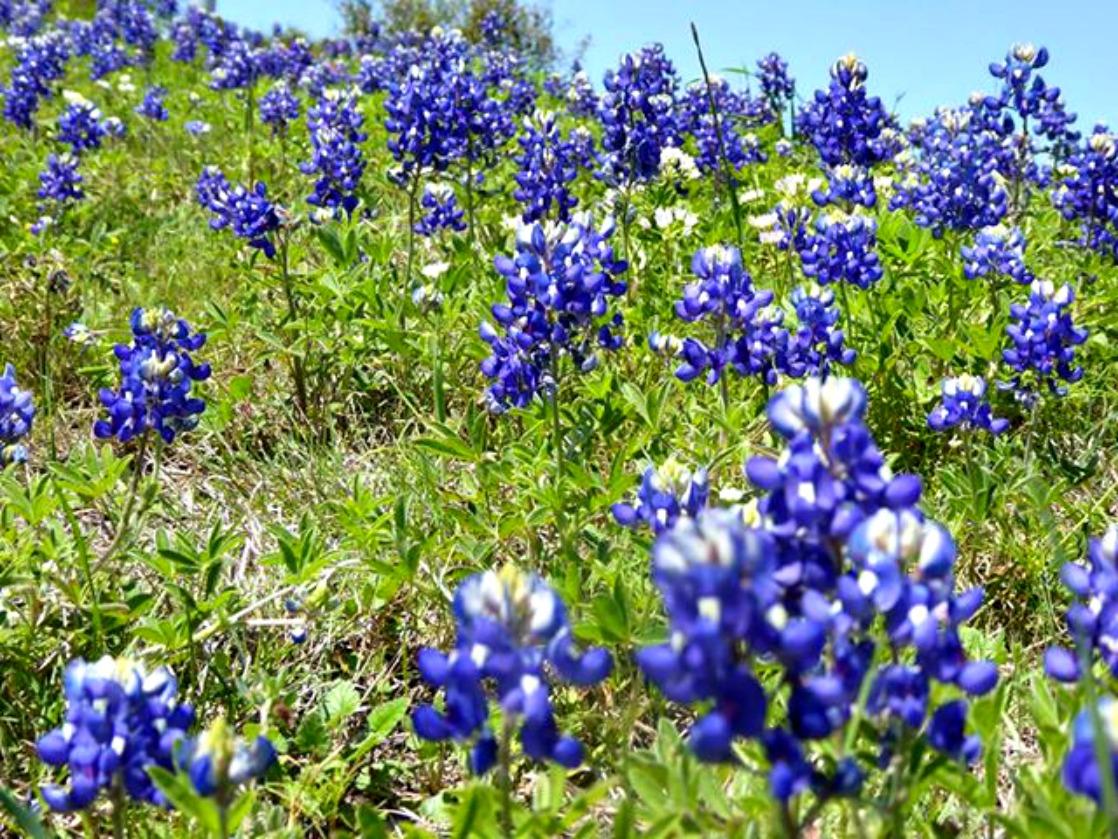 Burnet Bluebonnets Meadow Wallpapers - Wallpaper Cave