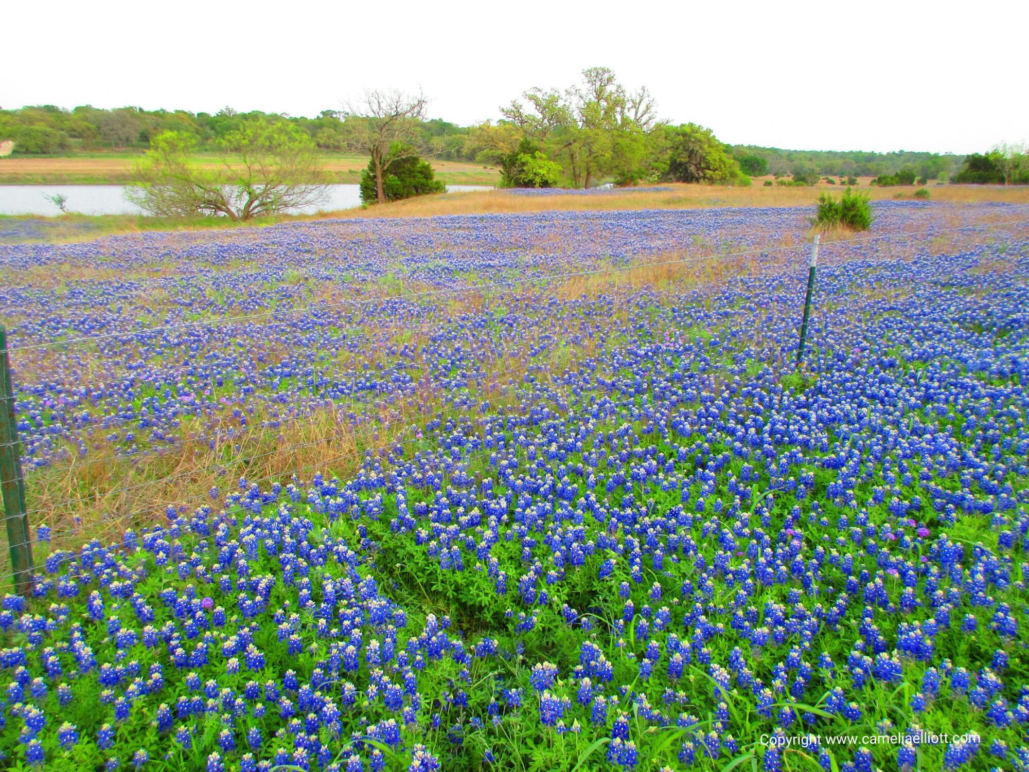 Burnet Bluebonnets Meadow Wallpapers - Wallpaper Cave