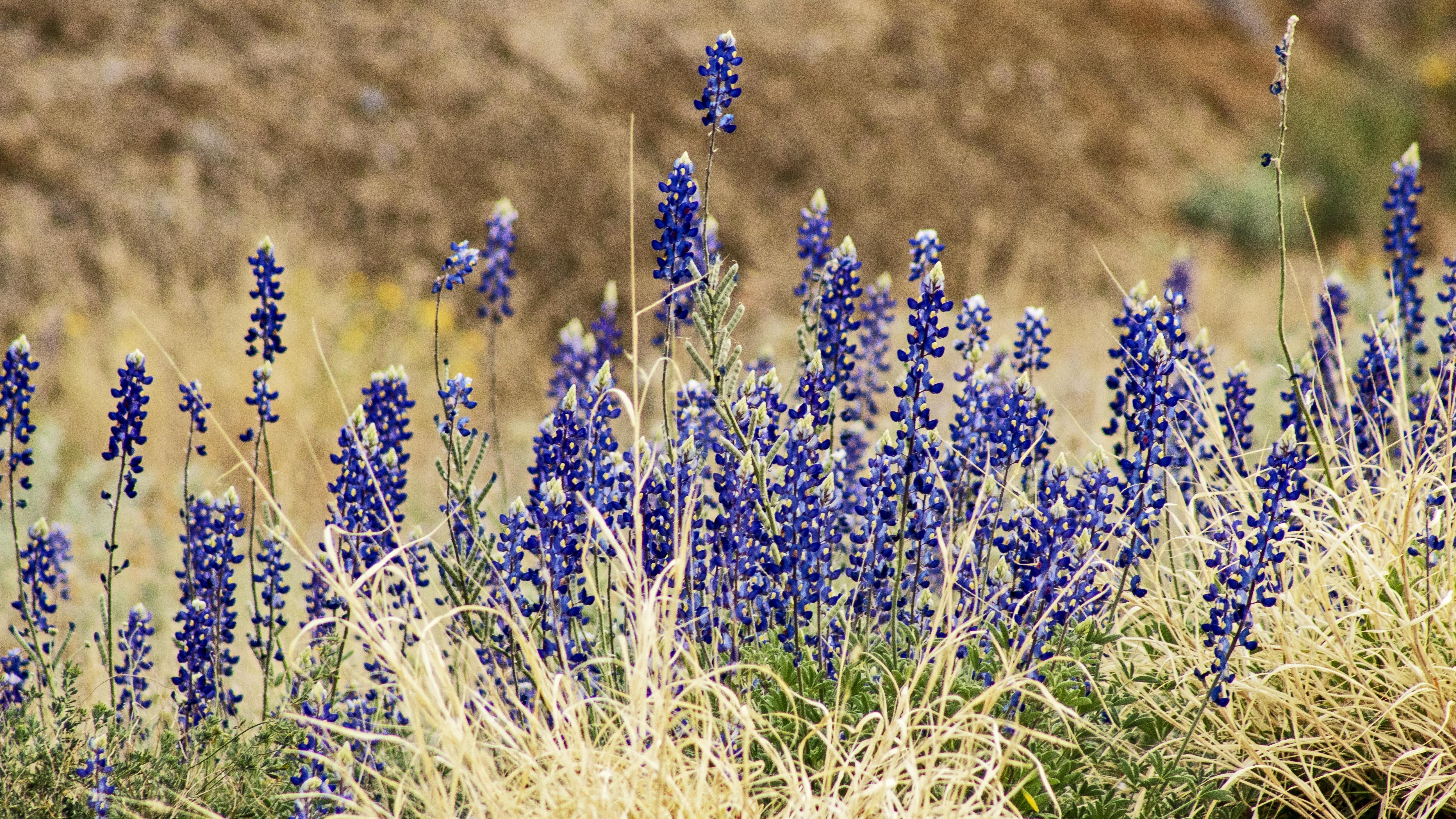 Burnet Bluebonnets Meadow Wallpapers - Wallpaper Cave