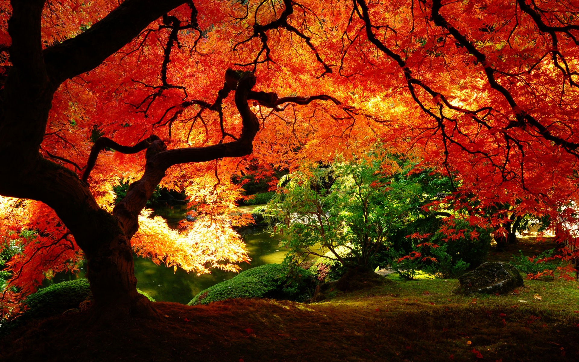 Red Autumn Leaves Wallpapers - Wallpaper Cave