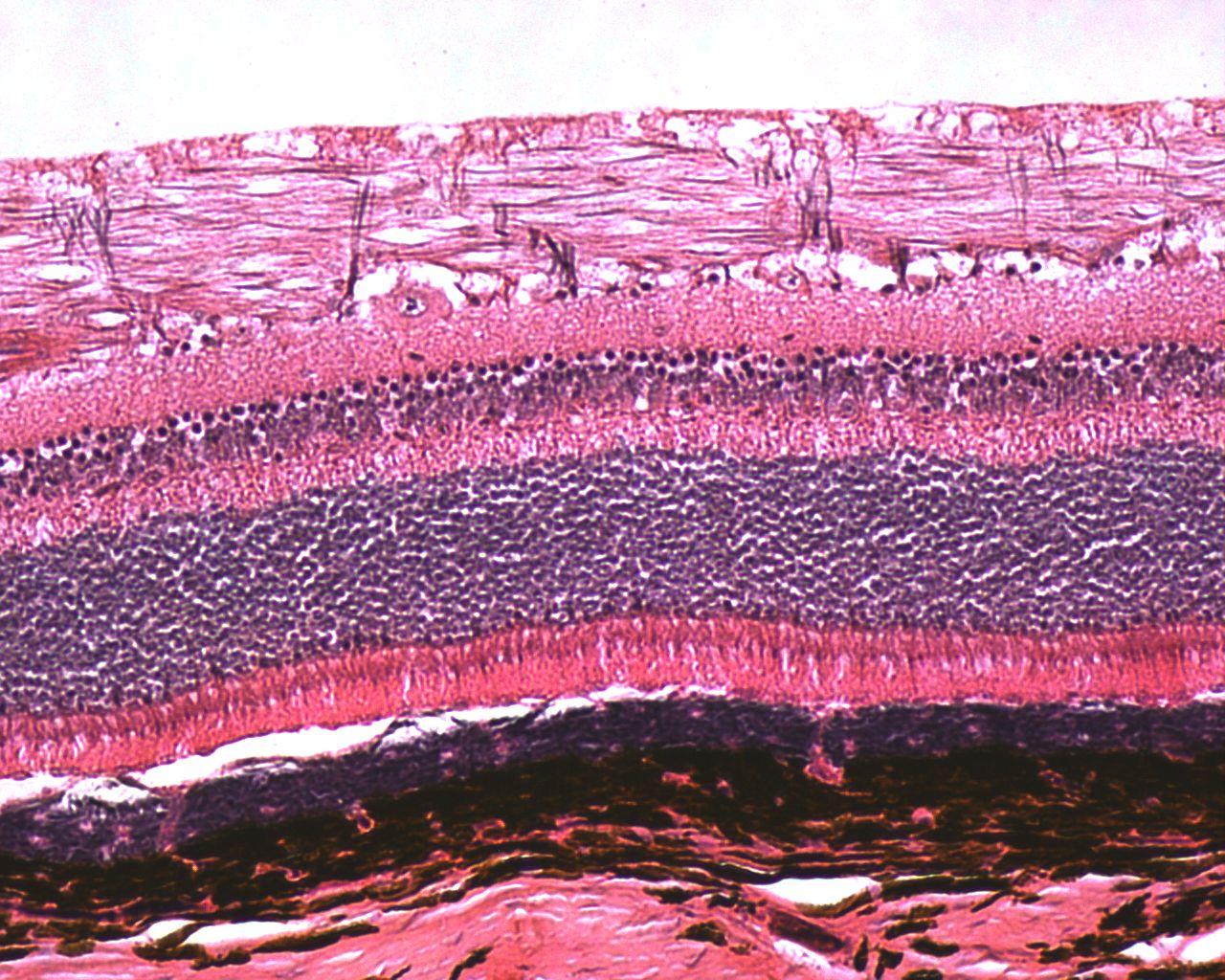 Histology Wallpapers - Wallpaper Cave