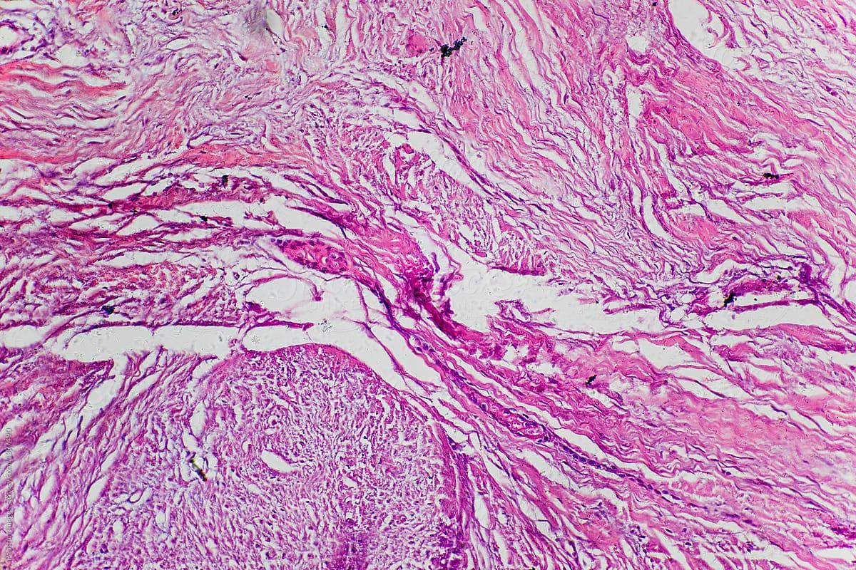 Histology Wallpapers - Wallpaper Cave