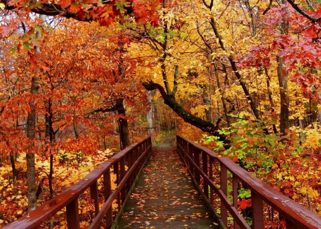 Autumn Bridge Wallpapers - Wallpaper Cave