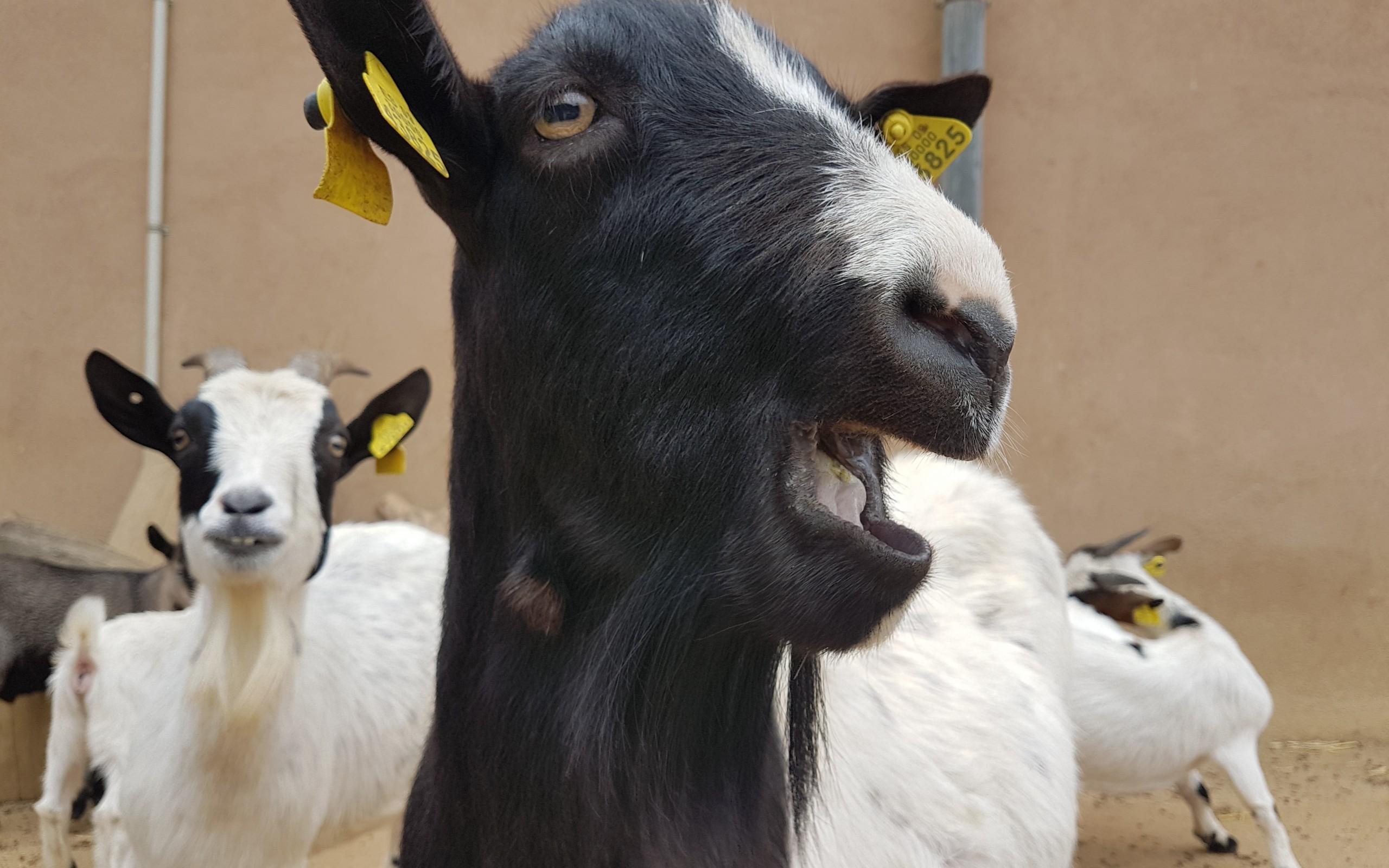 Goat Simulator Wallpapers - Wallpaper Cave