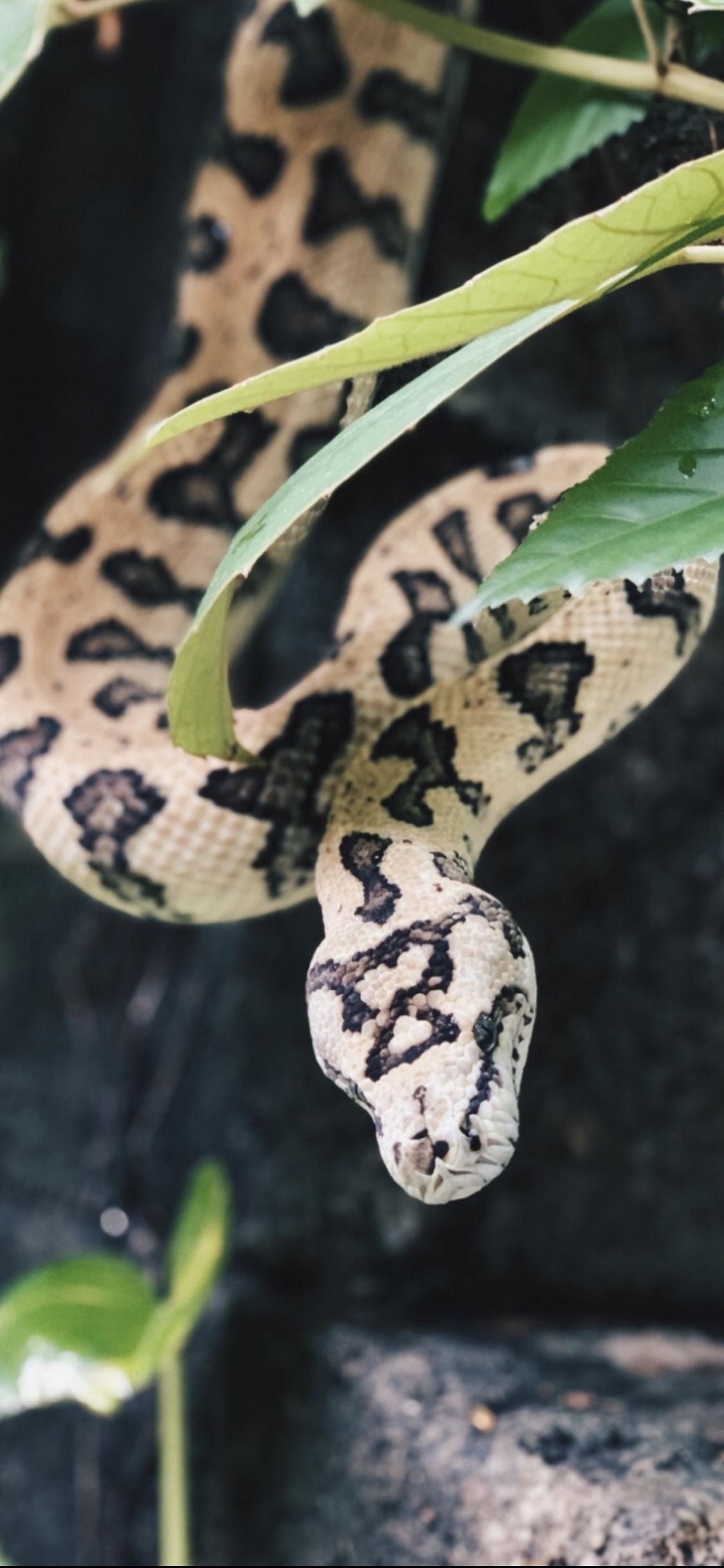 Rose Gold VSCO Wallpapers - Wallpaper Cave