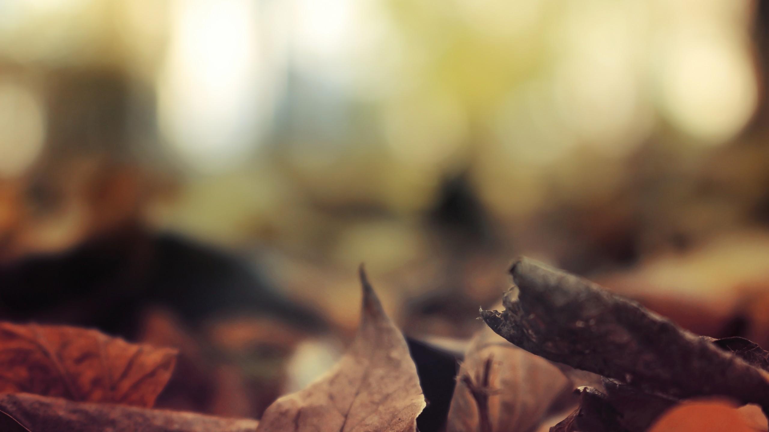 Autumn Macro HD Wallpapers - Wallpaper Cave