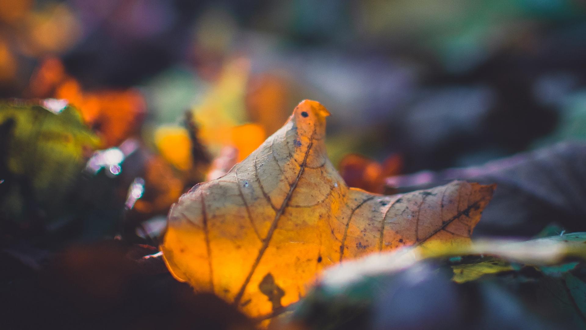 Autumn Macro HD Wallpapers - Wallpaper Cave