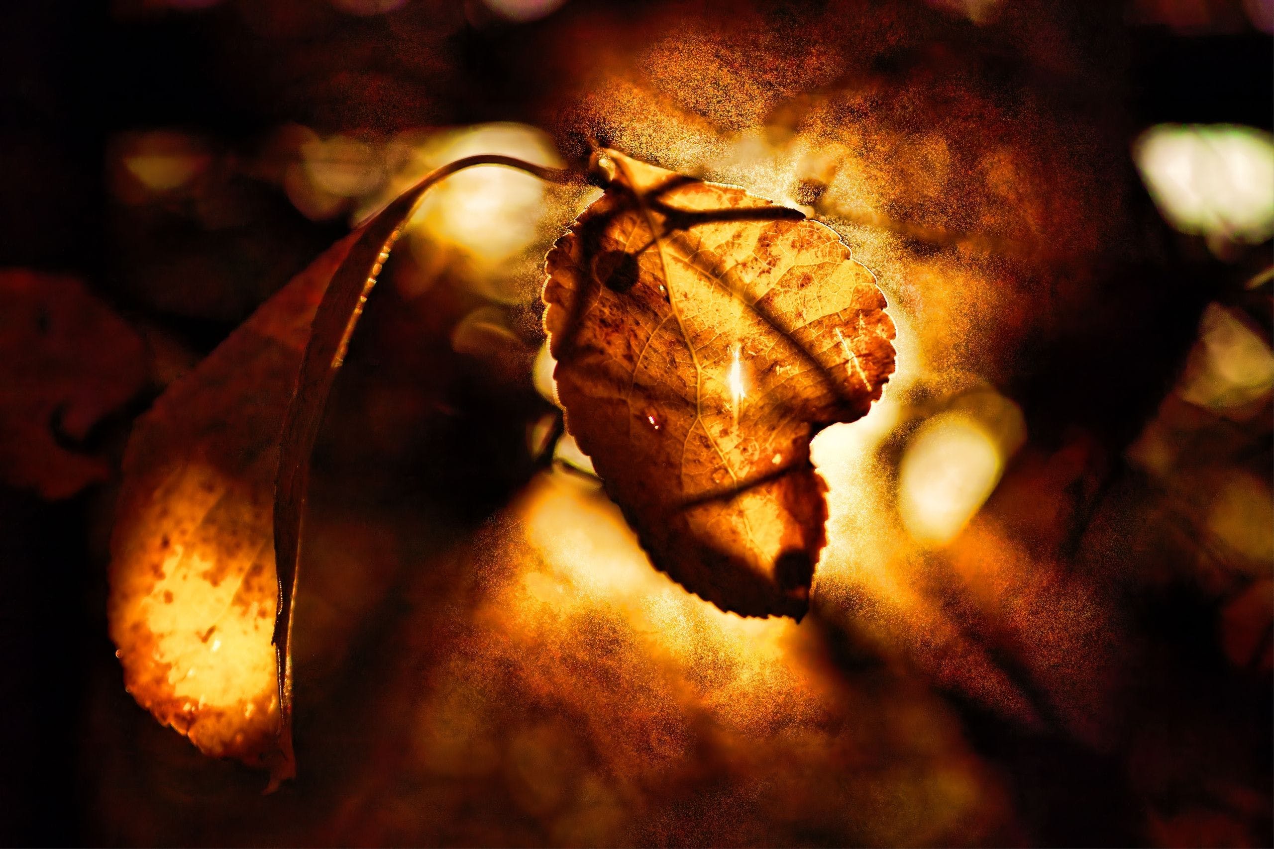 Macro Fall Leaves Wallpapers - Wallpaper Cave