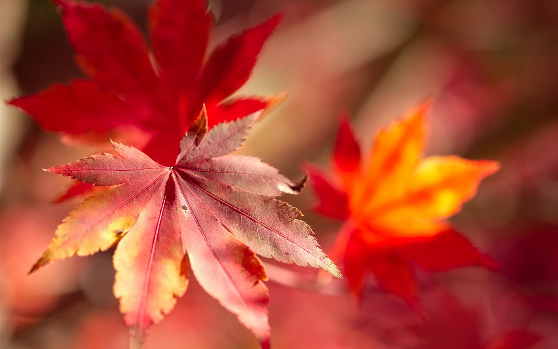 Autumn Macro HD Wallpapers - Wallpaper Cave