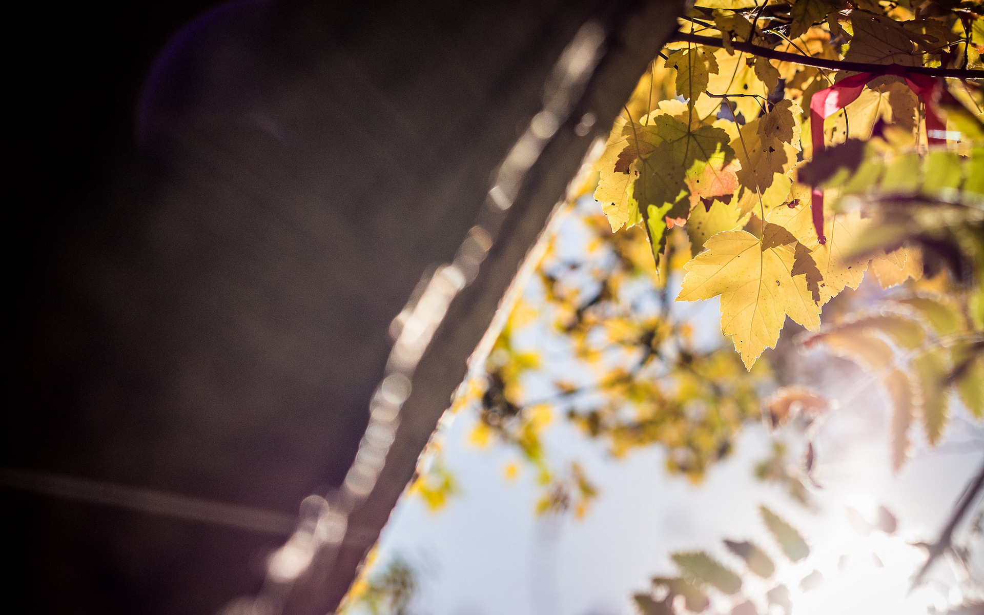 Autumn Macro HD Wallpapers - Wallpaper Cave