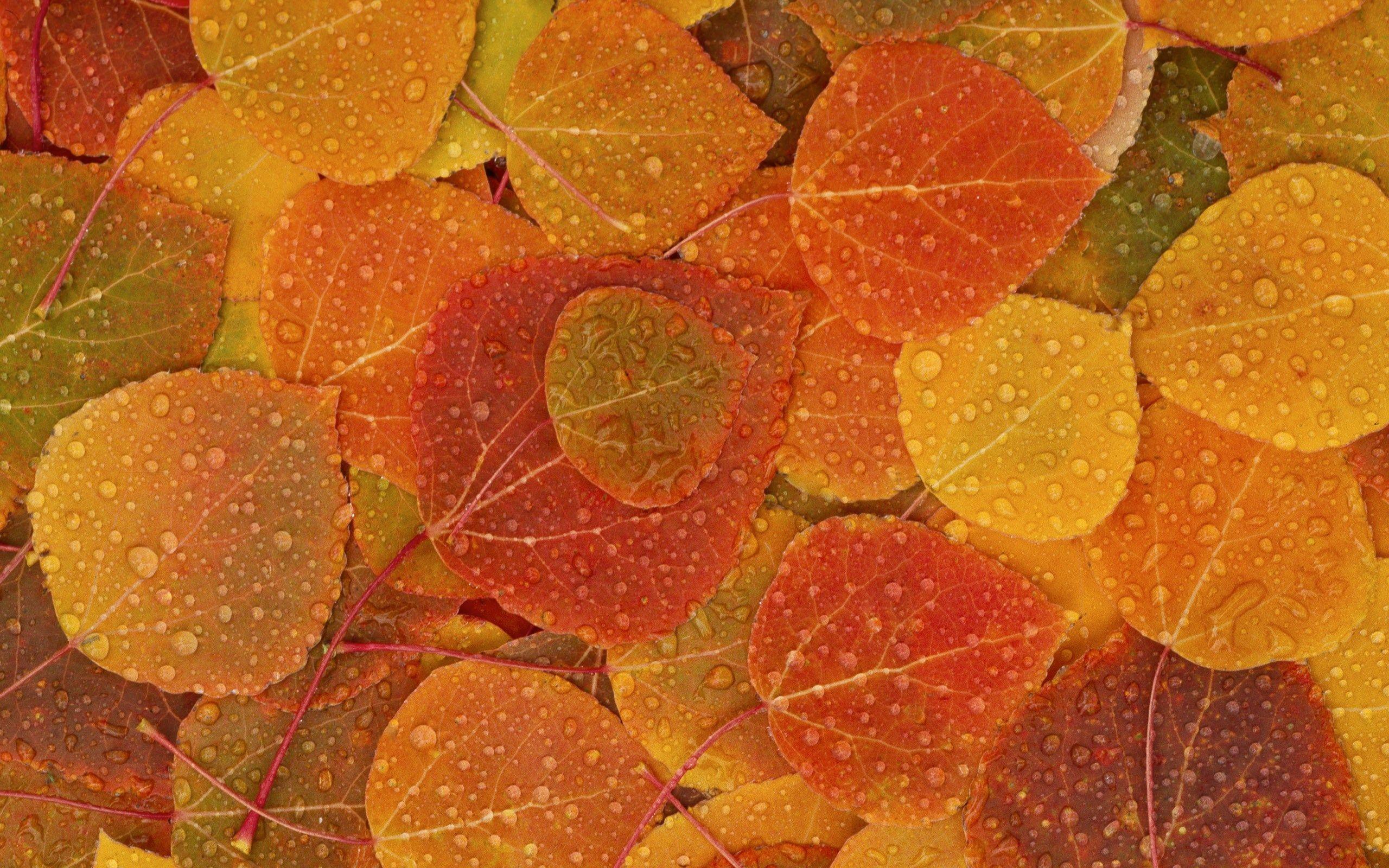 Autumn Macro HD Wallpapers - Wallpaper Cave