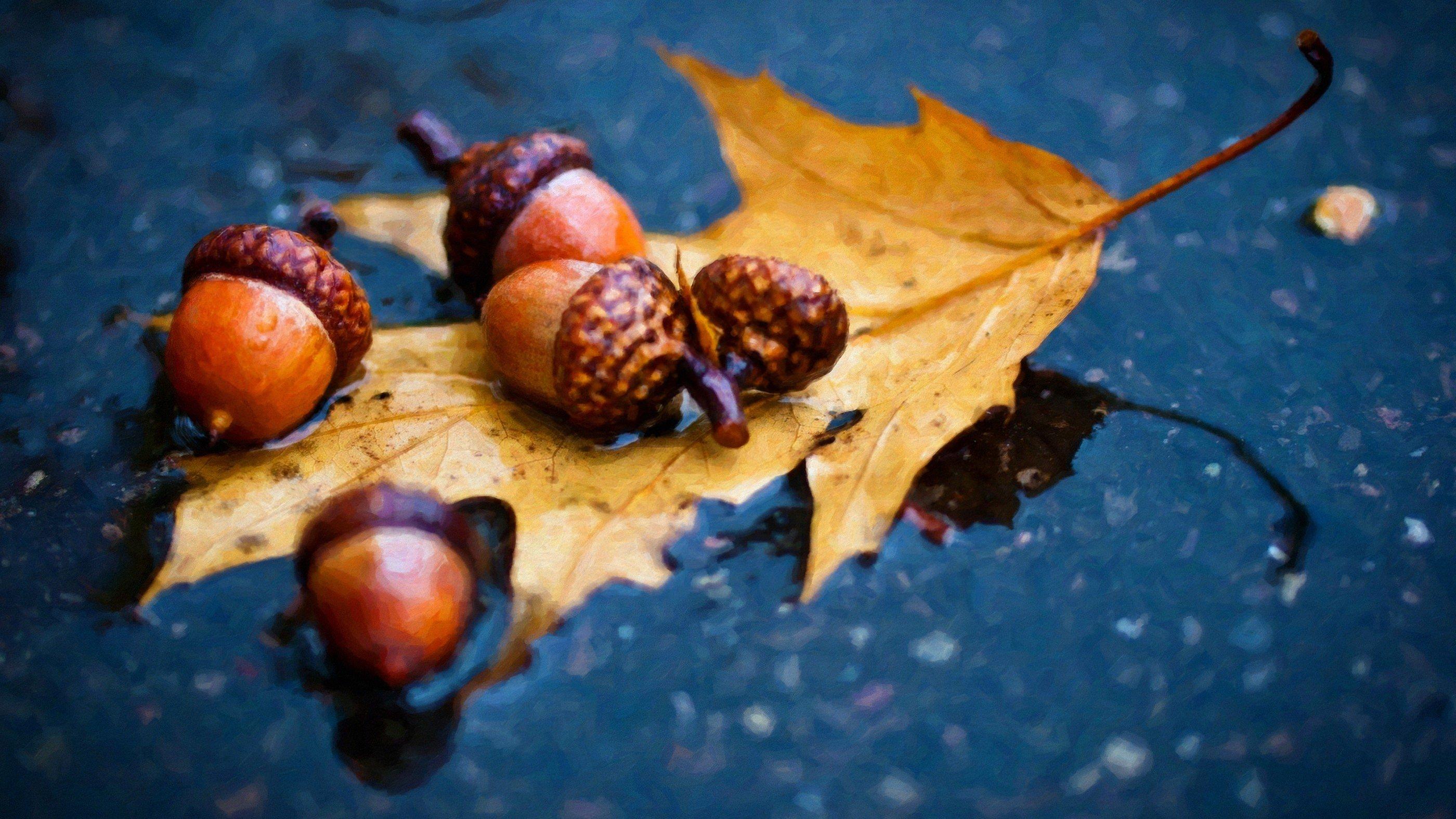 Autumn Macro HD Wallpapers - Wallpaper Cave