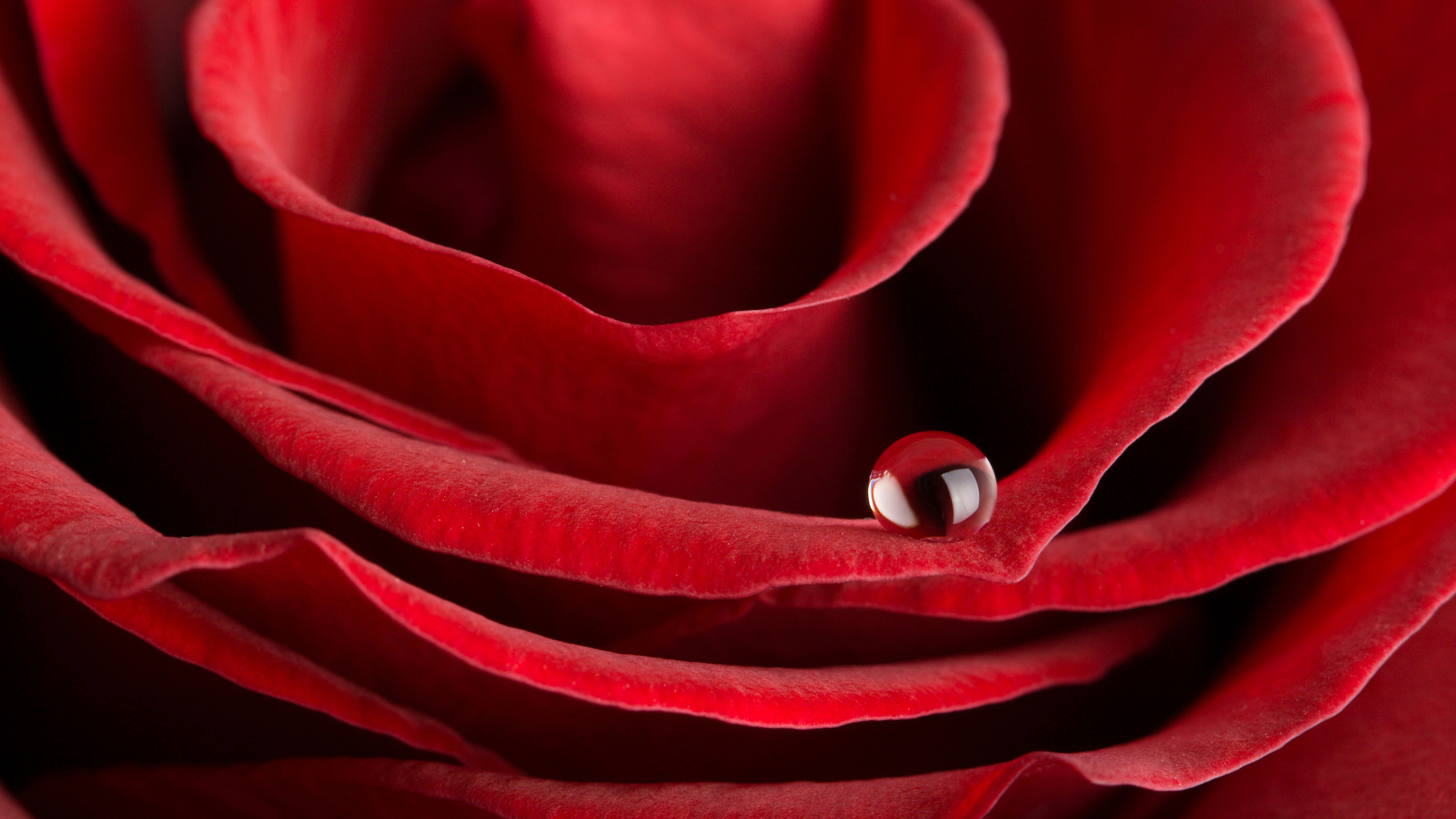 Cool Rose Wallpapers - Wallpaper Cave