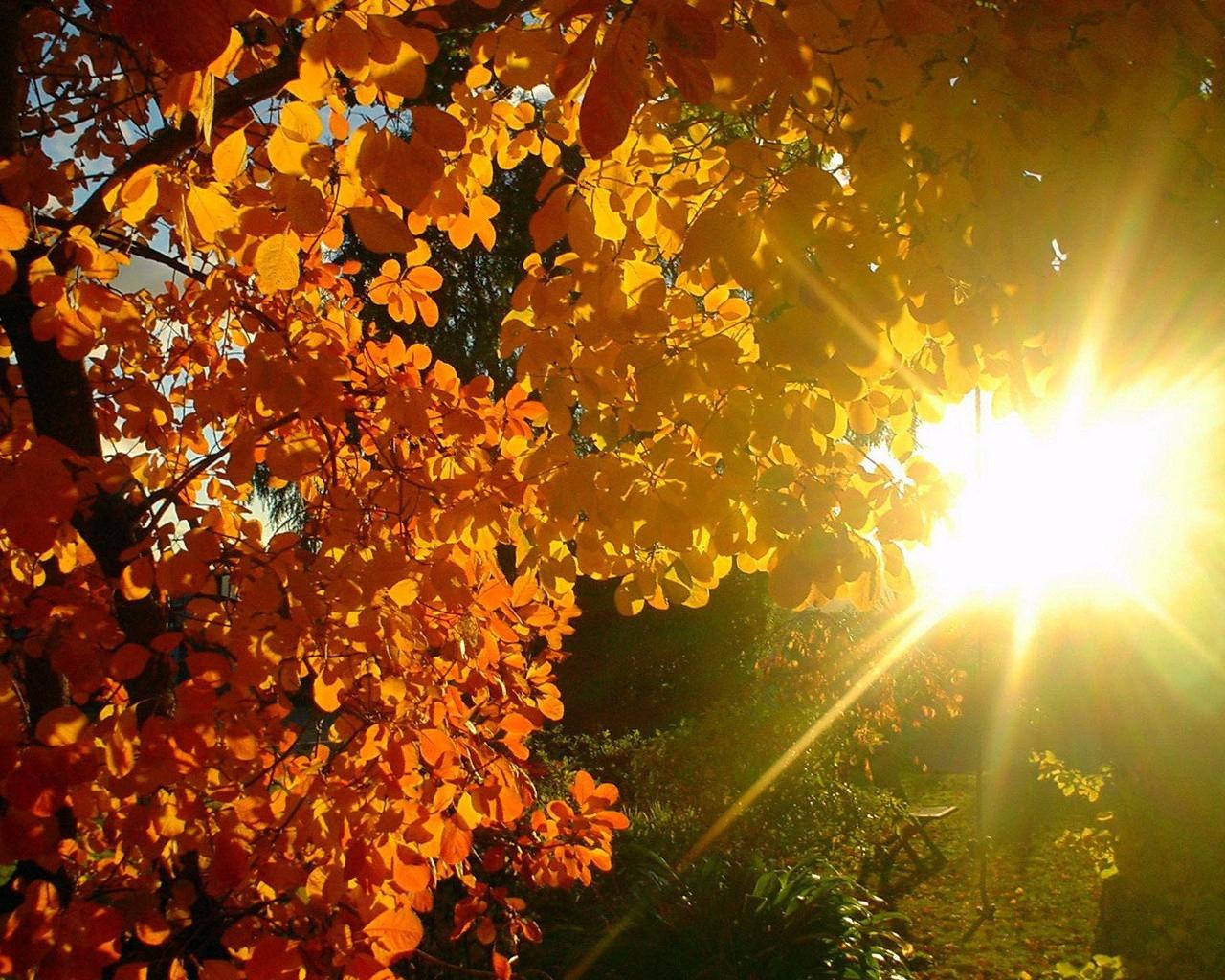 Autumn Sun Wallpapers - Wallpaper Cave
