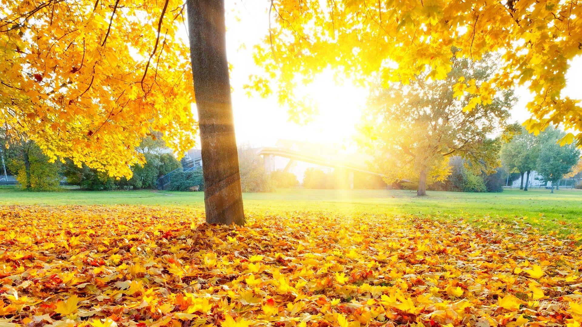 Autumn Sun Wallpapers - Wallpaper Cave