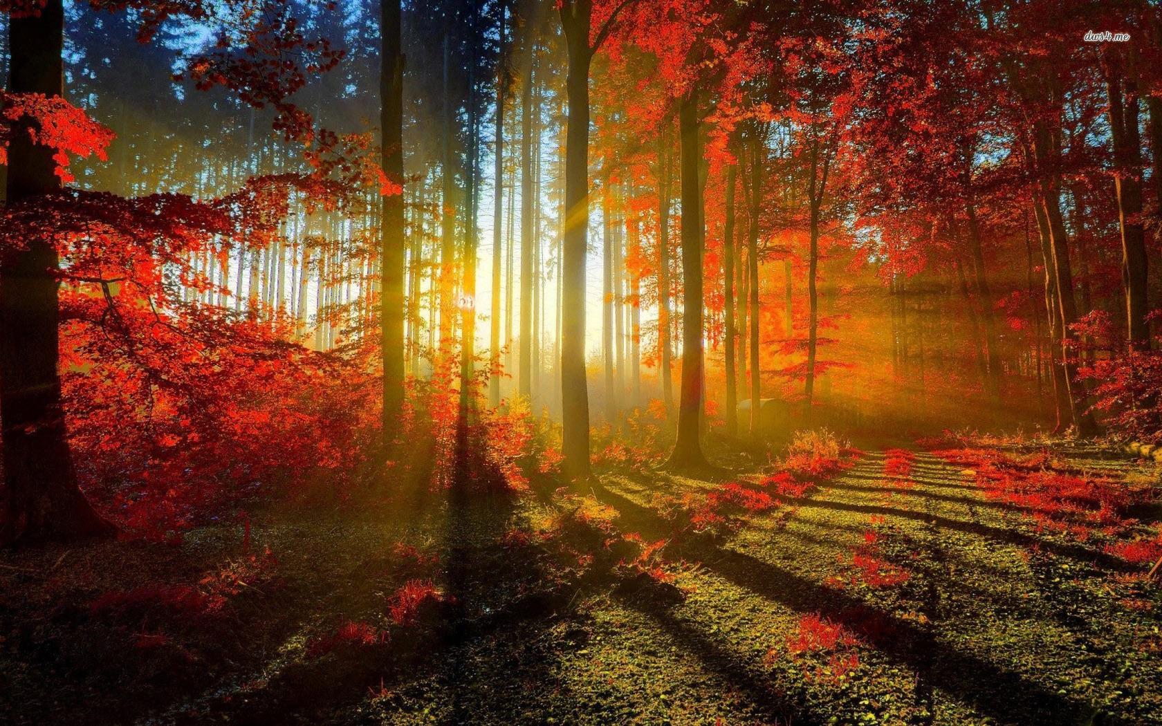 Autumn Sun Wallpapers - Wallpaper Cave