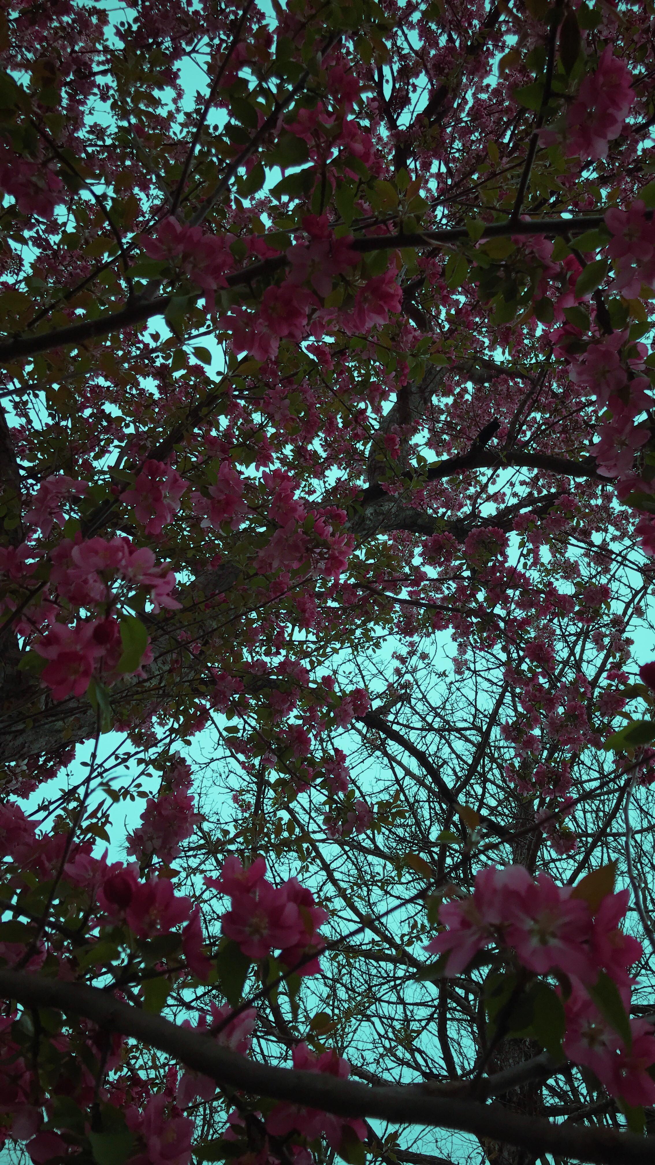 VSCO Flower Wallpapers - Wallpaper Cave