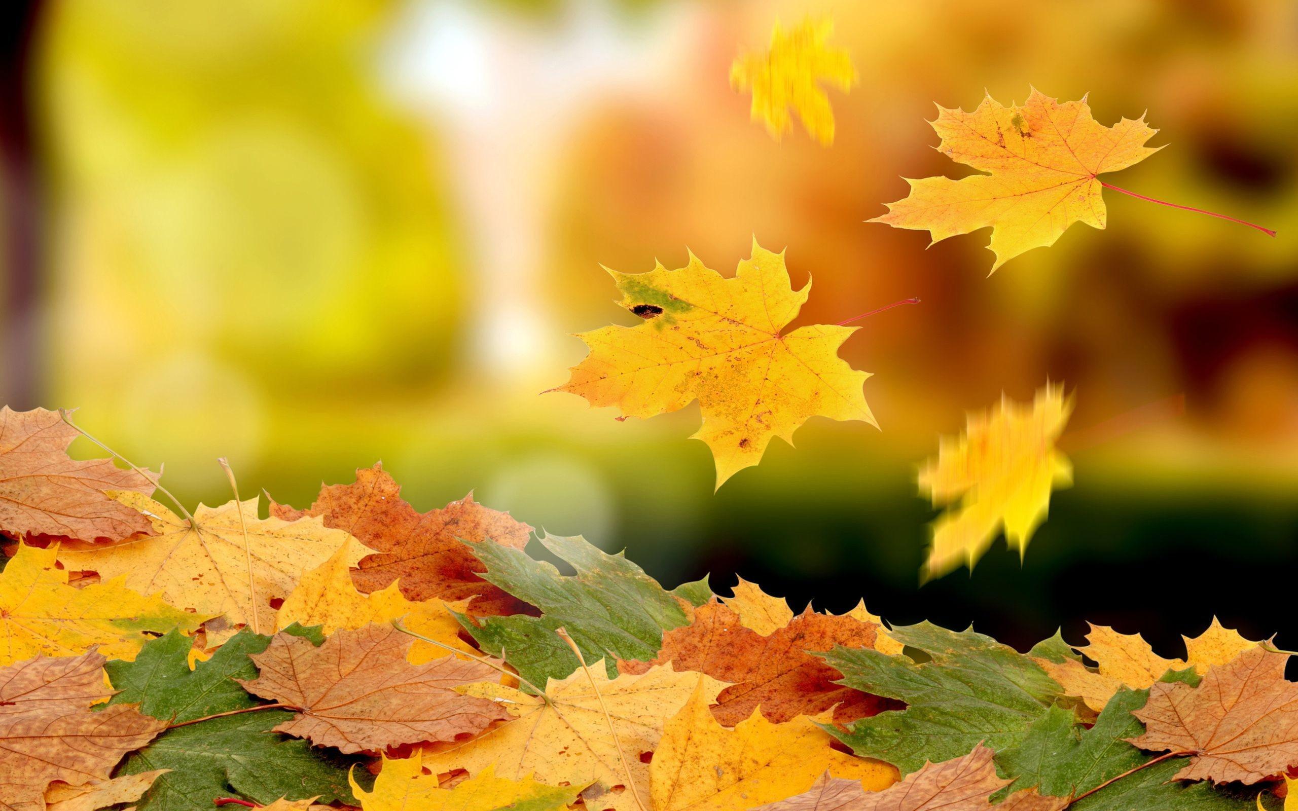 Macro Fall Leaves Wallpapers - Wallpaper Cave